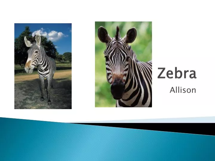 PPT - Zebra PowerPoint Presentation, free download - ID:2440324