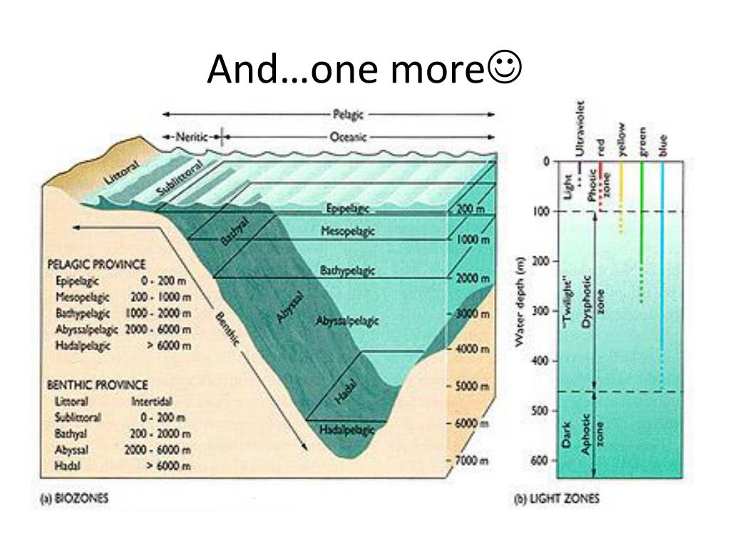 PPT - Aquatic Habitats Approx. 75% of Earth’s surface is water! This is ...