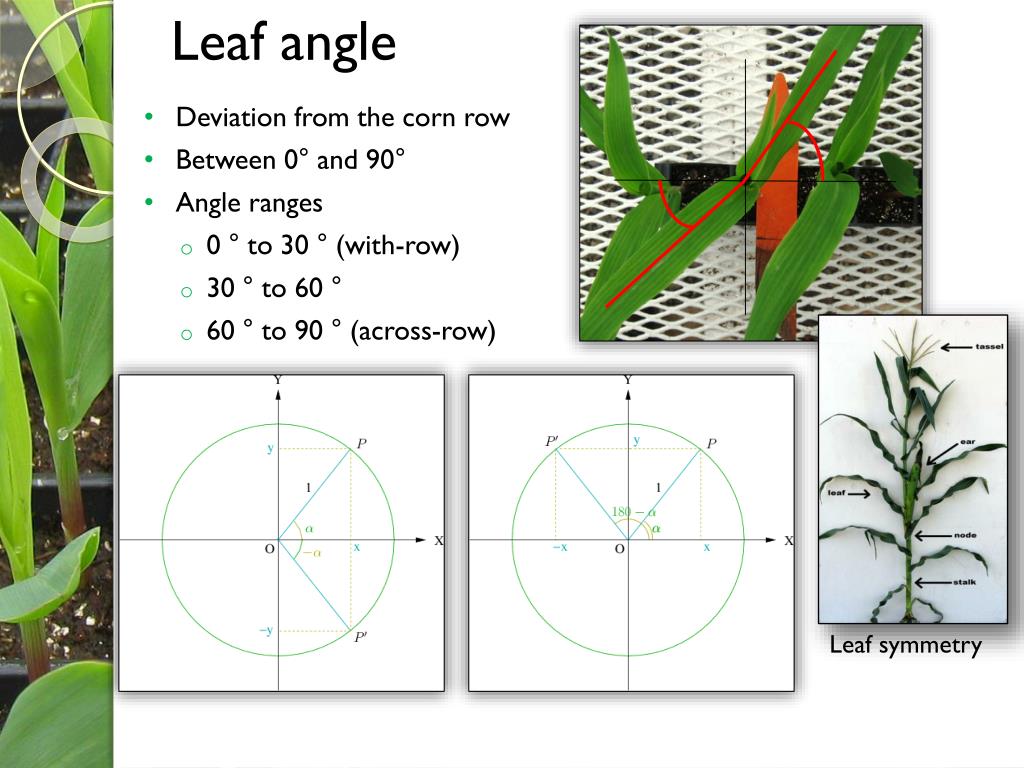 PPT - Corn (Zea mays L.) Leaf Angle and Emergence as Affected by Seed ...