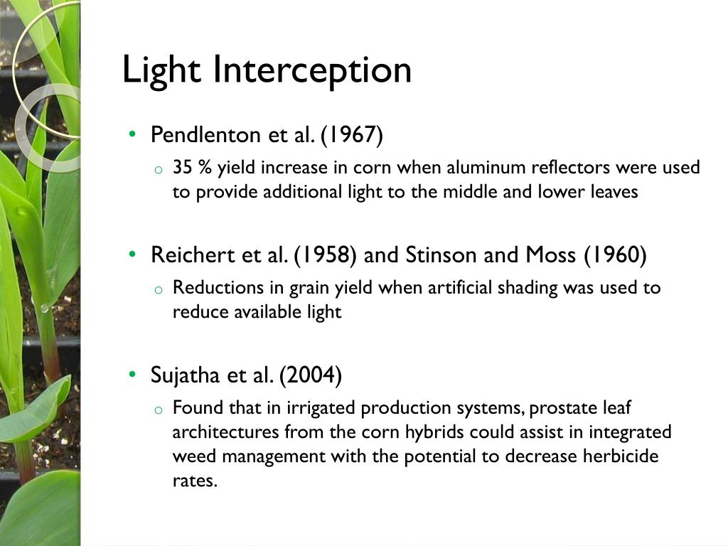 PPT - Corn (Zea mays L.) Leaf Angle and Emergence as Affected by Seed ...