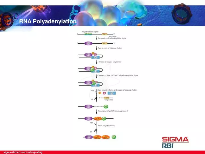 PPT - RNA Polyadenylation PowerPoint Presentation, free download - ID ...