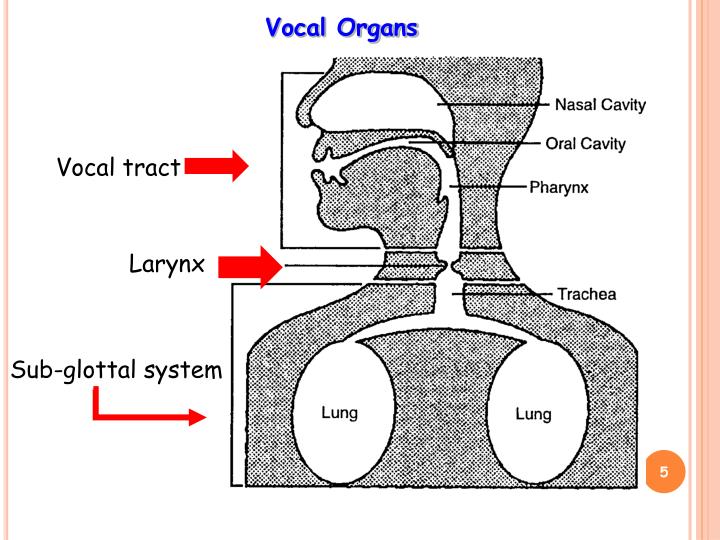 PPT - CHAPTER 3 ( Yule , 2010, pp . 25-39) THE SOUNDS OF LANGUAGE ...