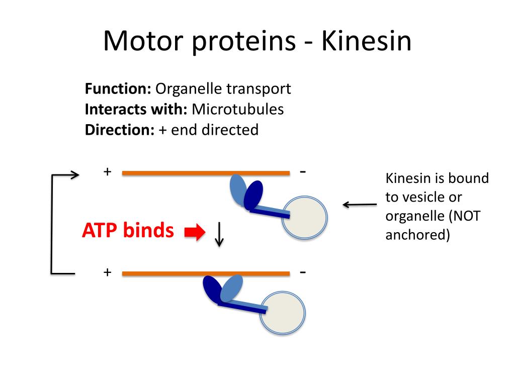PPT - Bio 201 - Cell Biology Dr. Hutson PowerPoint Presentation, free ...