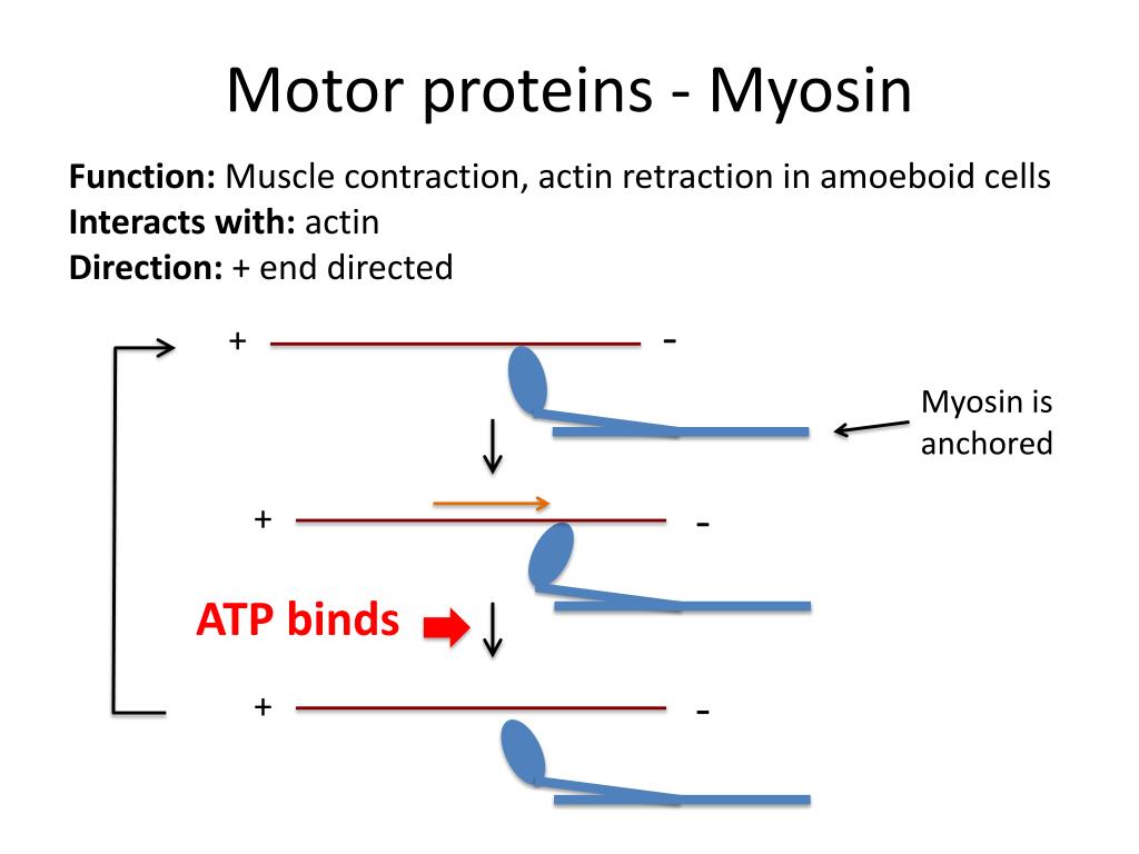 PPT - Bio 201 - Cell Biology Dr. Hutson PowerPoint Presentation, free ...