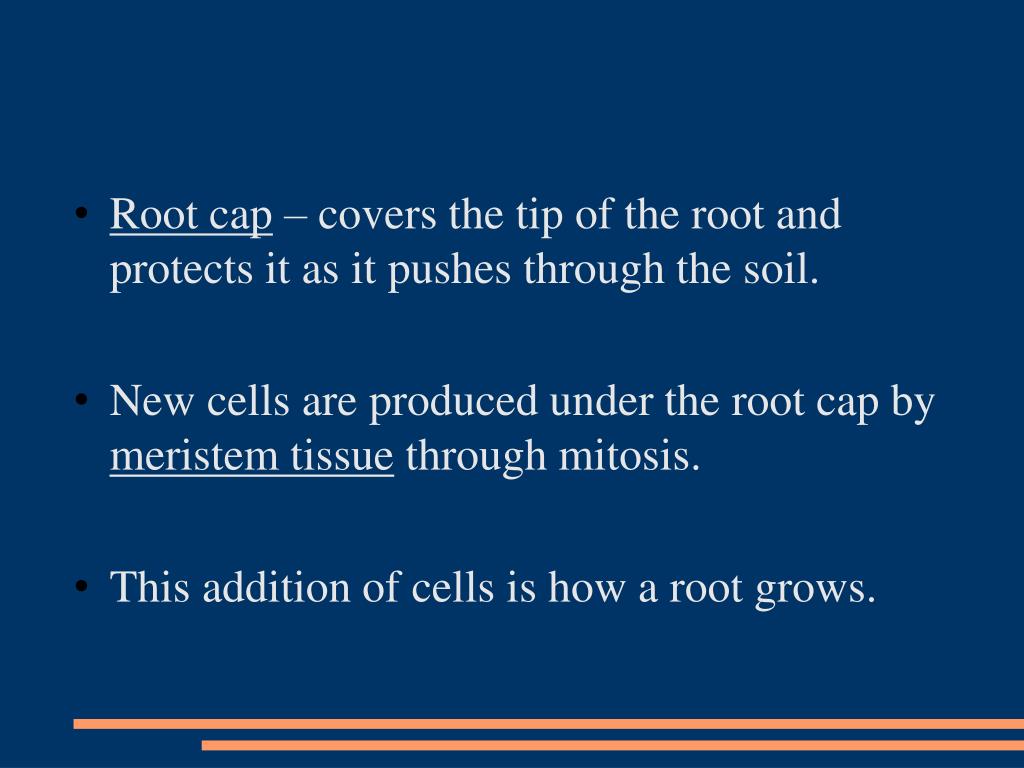 PPT - Parts of the Plant PowerPoint Presentation, free download - ID ...