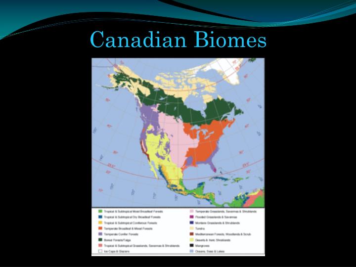 PPT - Terrestrial and Aquatic Ecosystems PowerPoint Presentation - ID ...