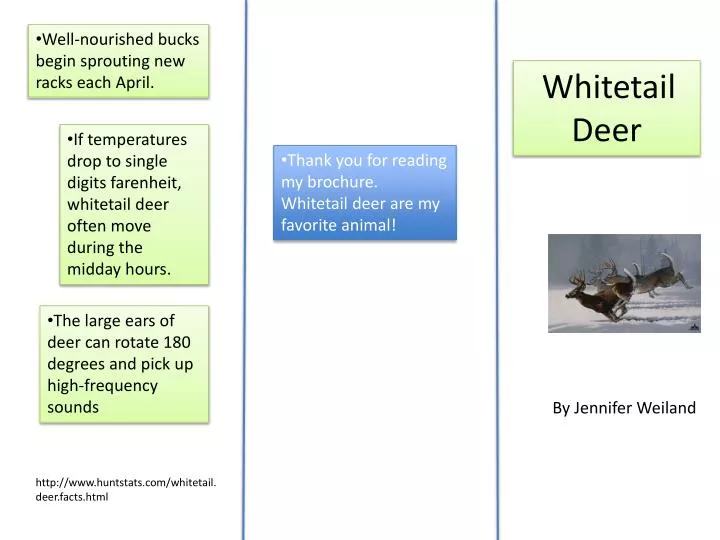 PPT - Whitetail Deer PowerPoint Presentation, free download - ID:2443047