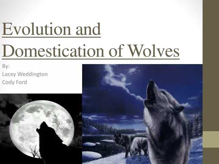 PPT - Evolution and Domestication of Wolves PowerPoint Presentation ...