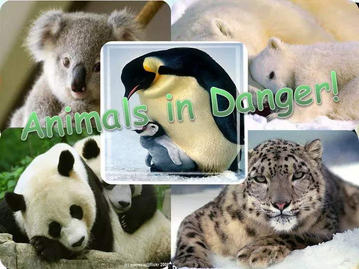 PPT - Animals in Danger! PowerPoint Presentation, free download - ID ...