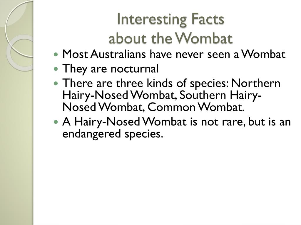 PPT - Wombat By Anna S. Mrs. Zoanetti PowerPoint Presentation, free ...