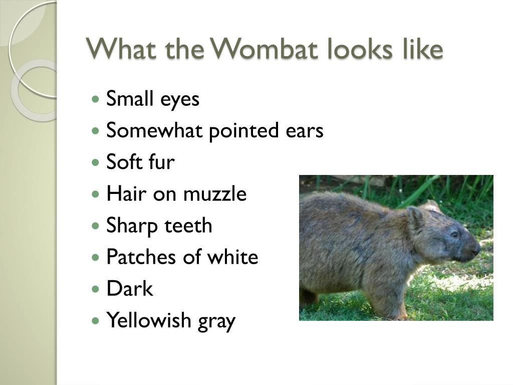 PPT - Wombat By Anna S. Mrs. Zoanetti PowerPoint Presentation, free ...