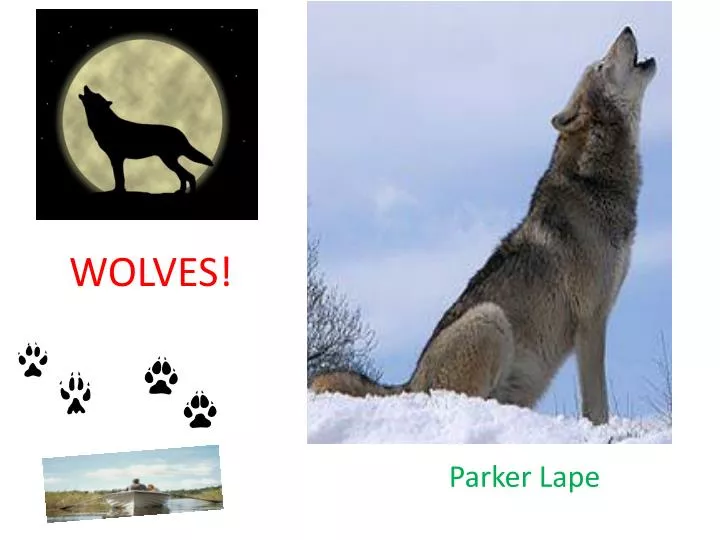 PPT - WOLVES! PowerPoint Presentation, free download - ID:2446553