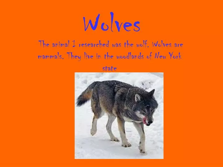 PPT - Wolves PowerPoint Presentation, free download - ID:2446555