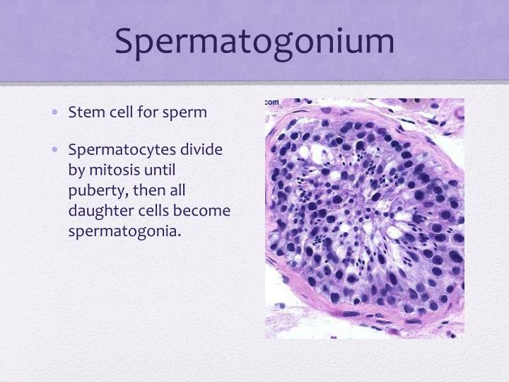 PPT - Dense Connective PowerPoint Presentation - ID:2446721