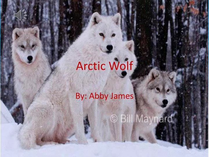 PPT - Arctic Wolf PowerPoint Presentation, free download - ID:2446838