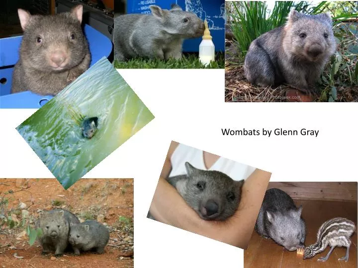 PPT - Wombats by Glenn Gray PowerPoint Presentation, free download - ID ...