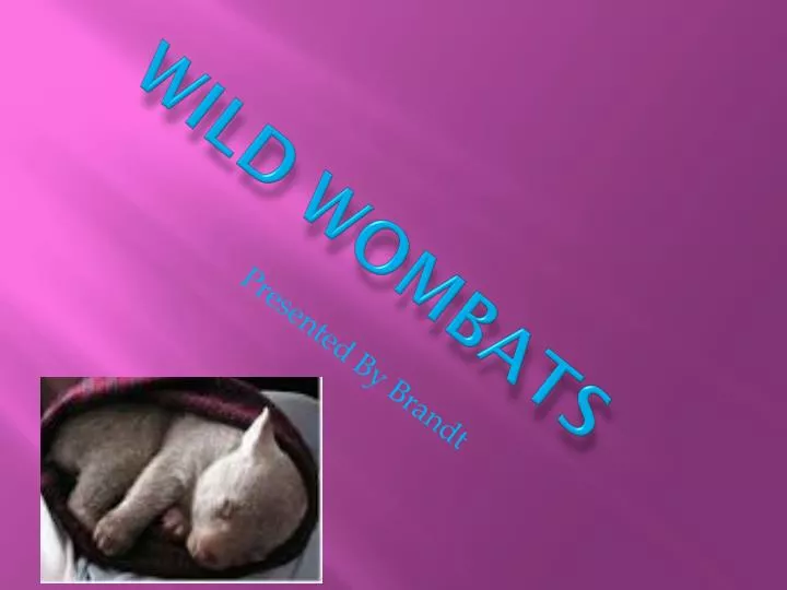 PPT - Wild wombats PowerPoint Presentation, free download - ID:2446908