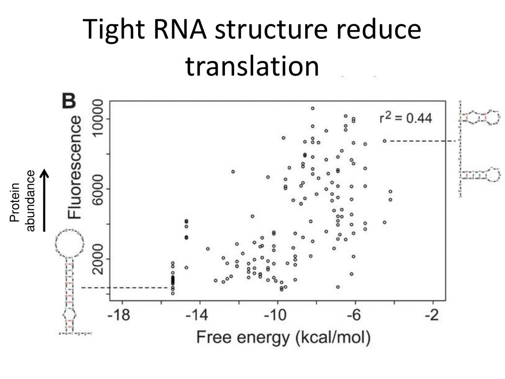 PPT - A genome-wide perspective on translation of proteins PowerPoint ...