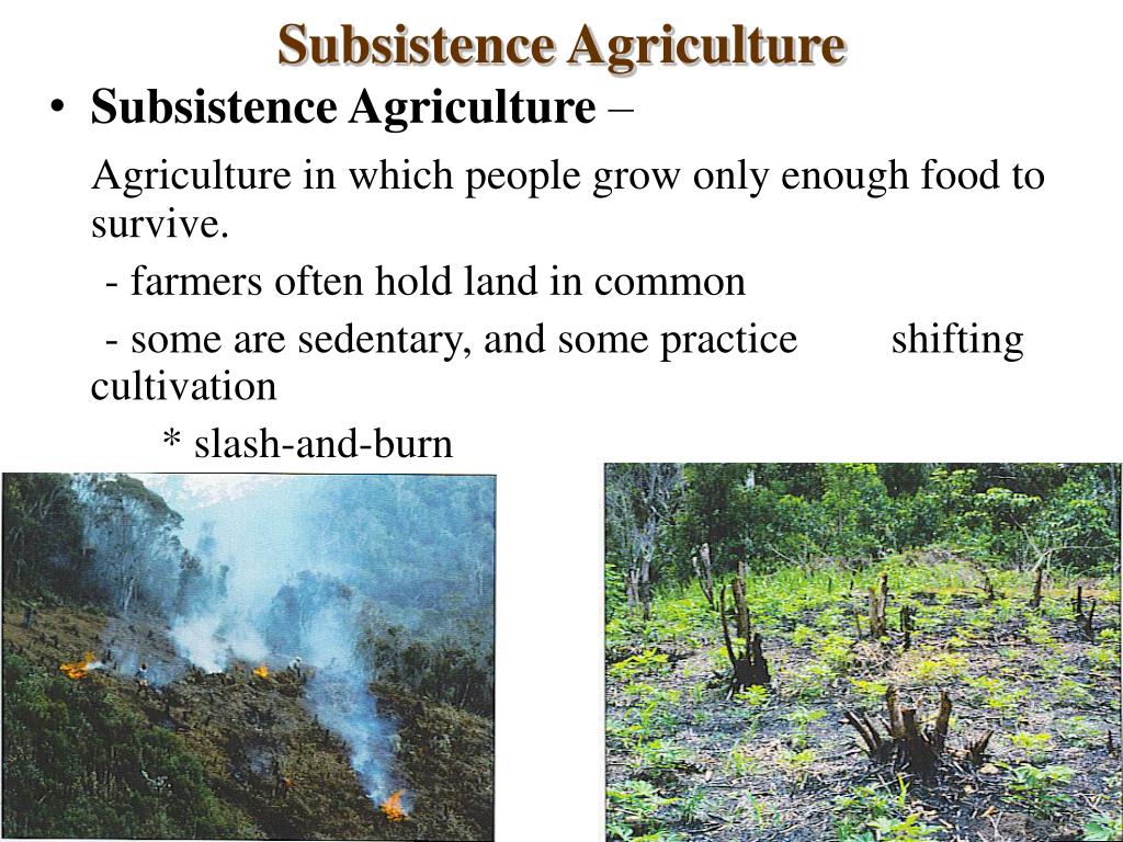 PPT - Intertillage spreads food production over the farming season ...
