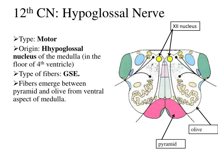 PPT - The Cranial Nerves XI-XII PowerPoint Presentation - ID:2448530