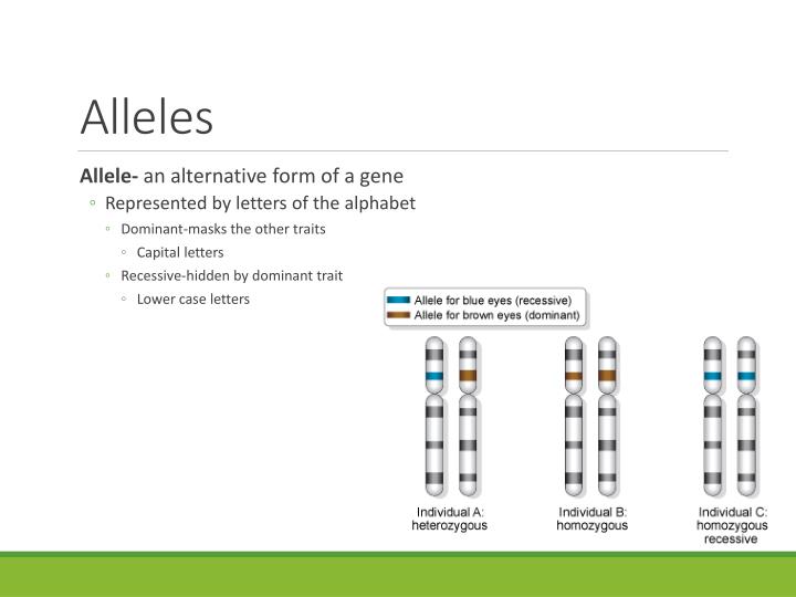 PPT - Genetics PowerPoint Presentation - ID:2448713