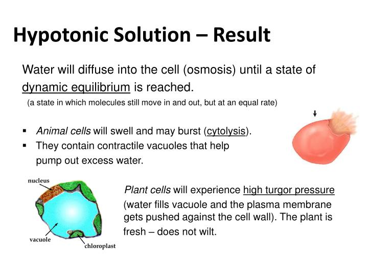 PPT - Cell Transport Notes Unit 5 PowerPoint Presentation - ID:2449211