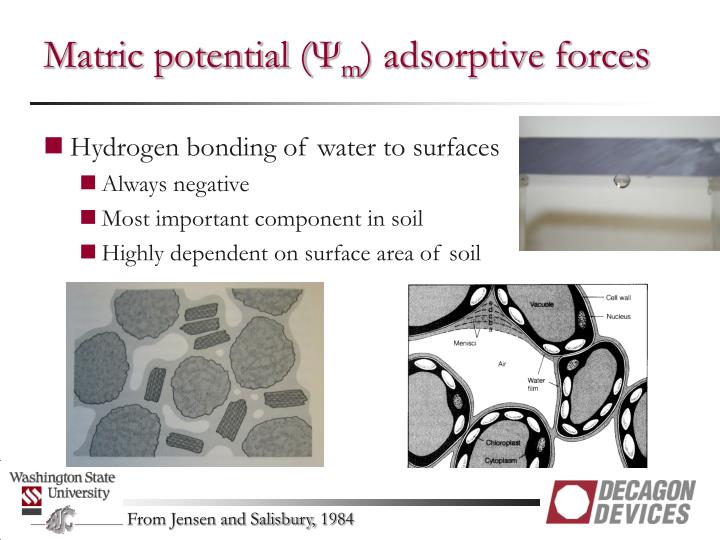PPT - Soil Water Potential Measurement PowerPoint Presentation - ID:2449706