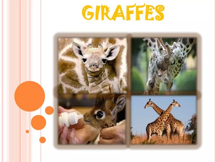 PPT - giraffes PowerPoint Presentation, free download - ID:2449814