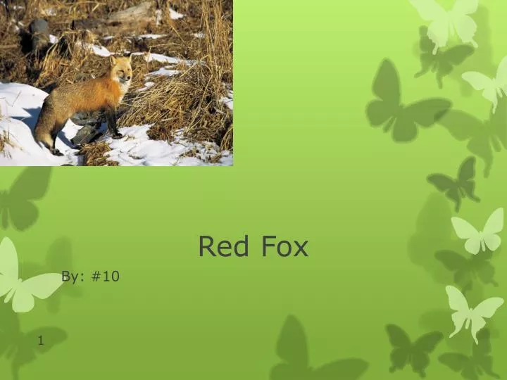 PPT - Red Fox PowerPoint Presentation, free download - ID:2451297