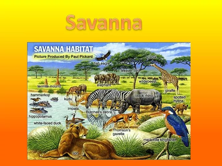 PPT - Savanna PowerPoint Presentation, free download - ID:2451322