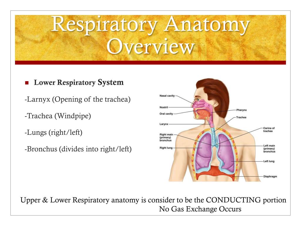 PPT - Nursing 2220 The Respiratory System Nursing Assessment ...