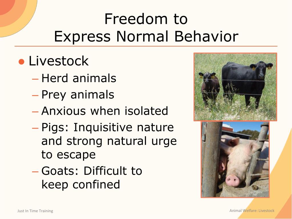 PPT - Animal Welfare During Animal Health Emergencies PowerPoint ...