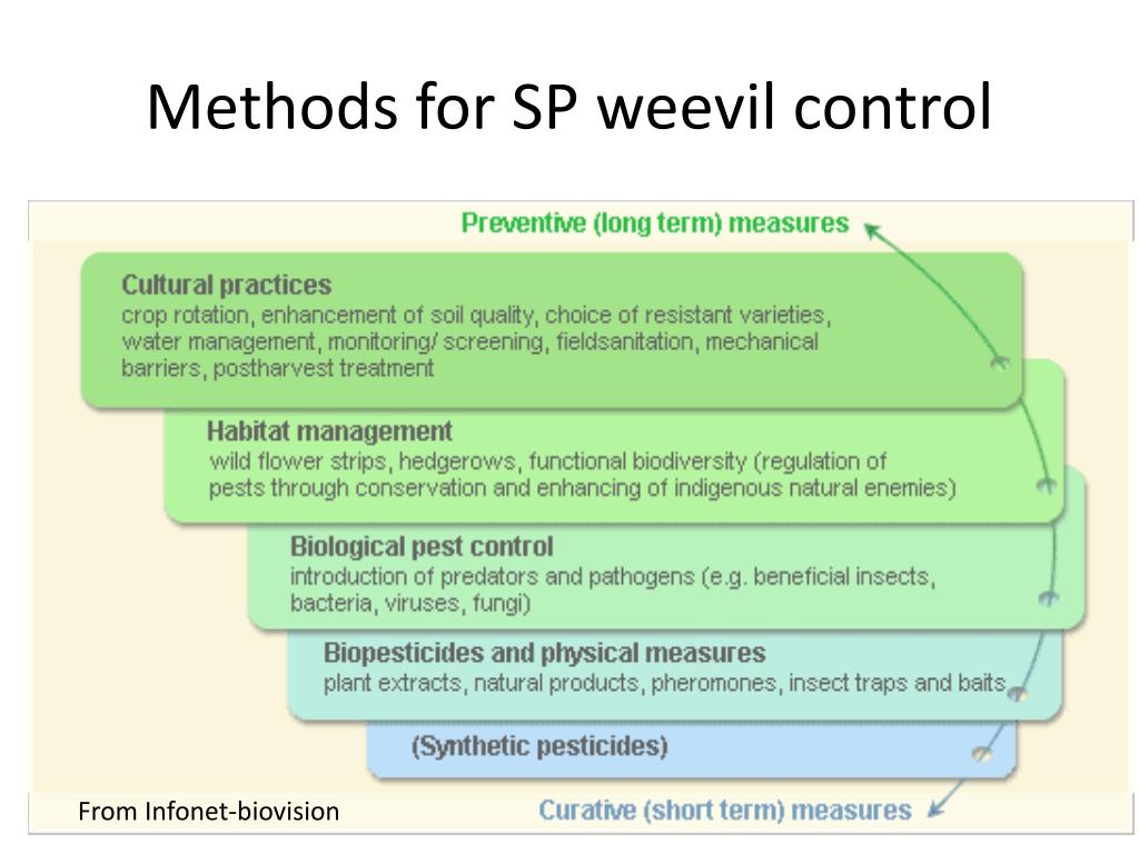 PPT - Young Lady work in Transgenic breeding as a novel solution to ...
