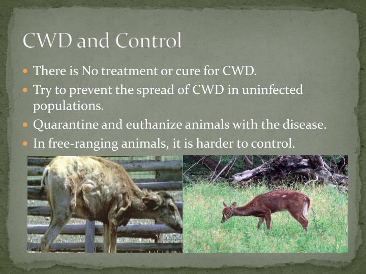 PPT - Chronic Wasting Disease (CWD) PowerPoint Presentation - ID:2454895