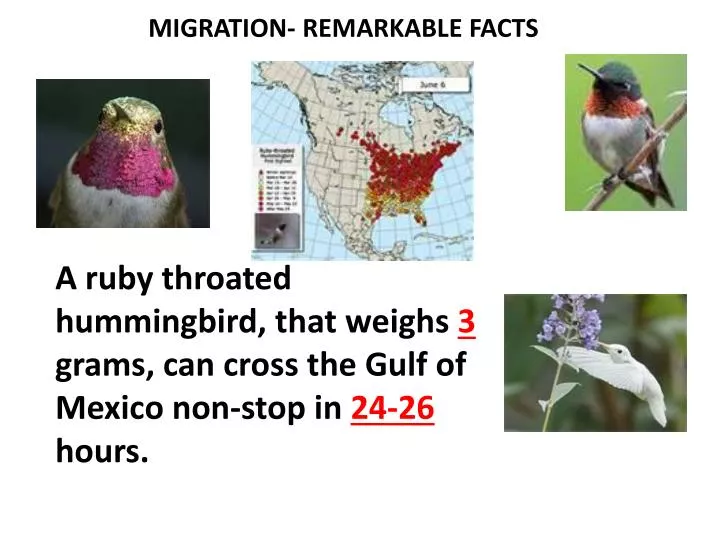 PPT - MIGRATION- REMARKABLE FACTS PowerPoint Presentation, free ...