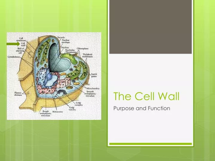 PPT - The Cell Wall PowerPoint Presentation, free download - ID:2457361