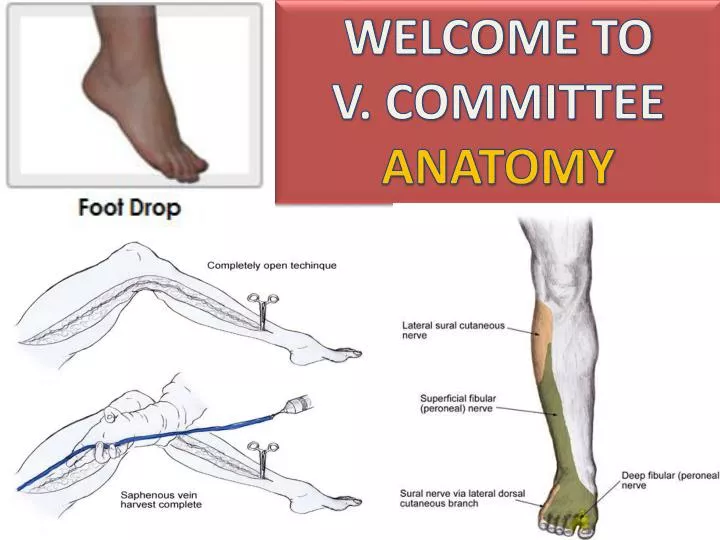 PPT - WELCOME TO V. COMMITTEE ANATOMY PowerPoint Presentation, free ...