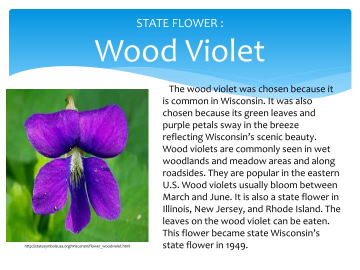 PPT - STATE SYMBOLS OF WISCONSIN PowerPoint Presentation - ID:2460394