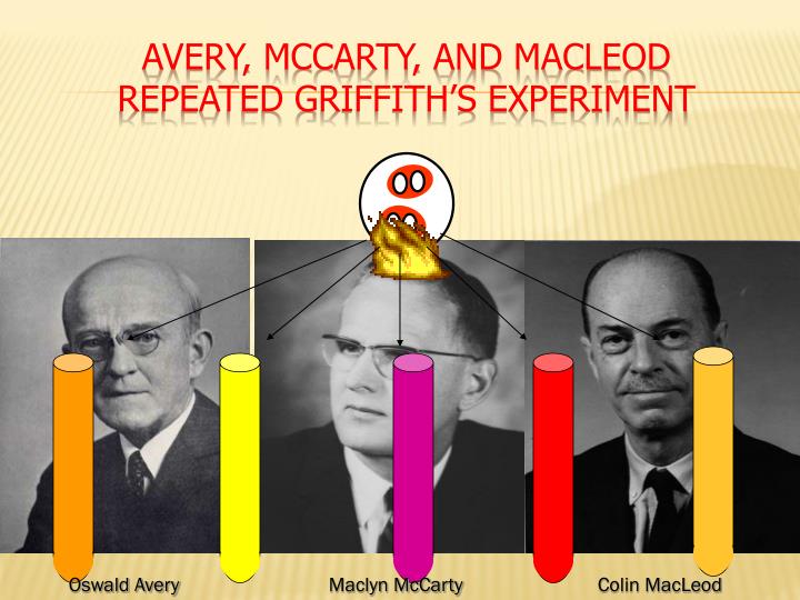 PPT - GRIFFITH’S EXPERIMENT PowerPoint Presentation - ID:2461013