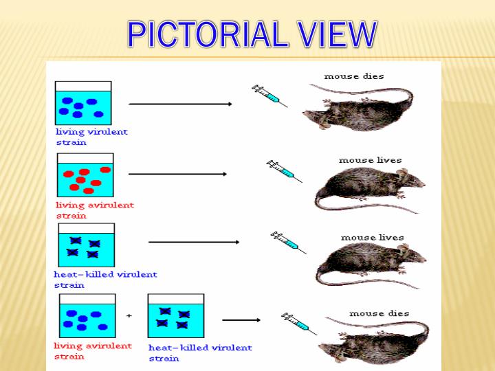 PPT - GRIFFITH’S EXPERIMENT PowerPoint Presentation - ID:2461013