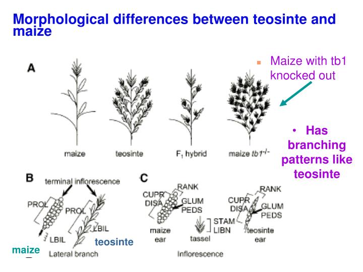 PPT - Natural Selection PowerPoint Presentation - ID:2461032