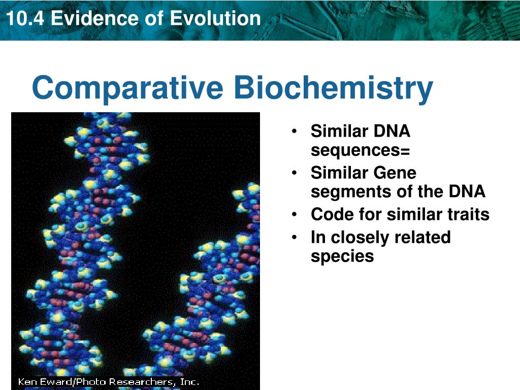 PPT - KEY CONCEPT Evidence of common ancestry among species comes from ...