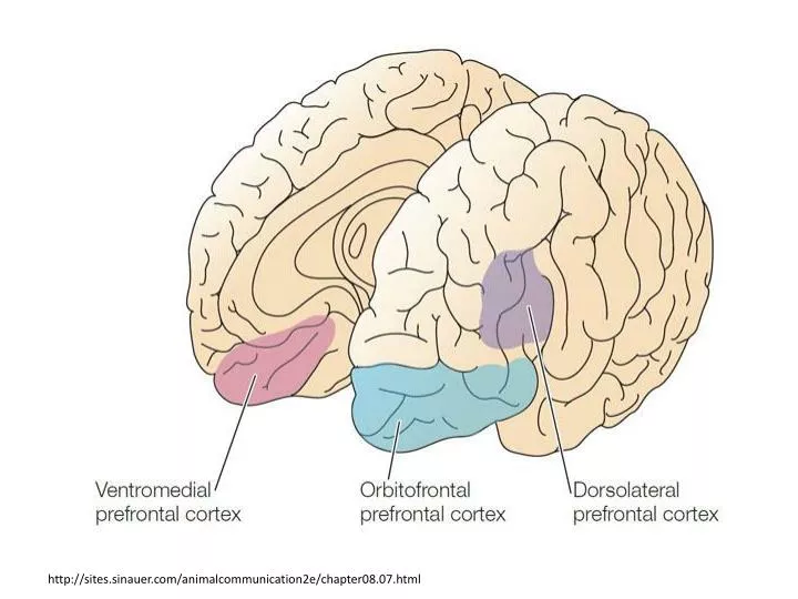 PPT - sites.sinauer /animalcommunication2e/chapter08.07.html PowerPoint ...