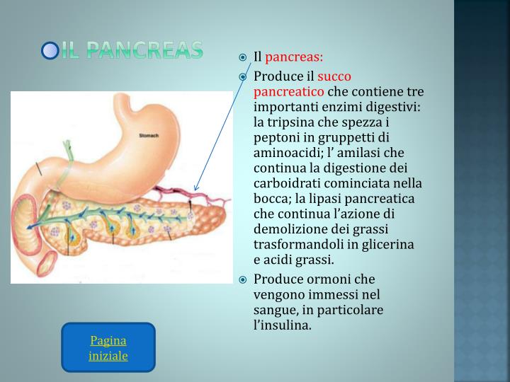 PPT - L’apparato digerente PowerPoint Presentation - ID:2462473