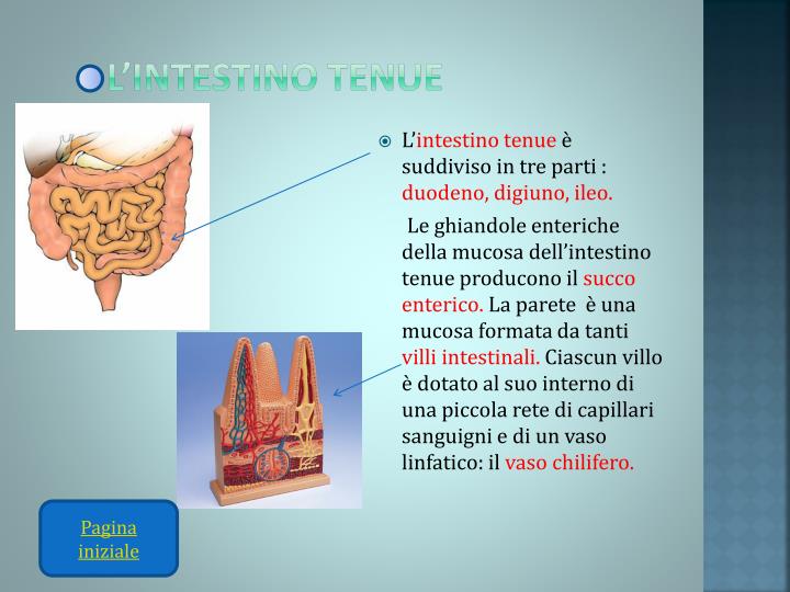 PPT - L’apparato digerente PowerPoint Presentation - ID:2462473