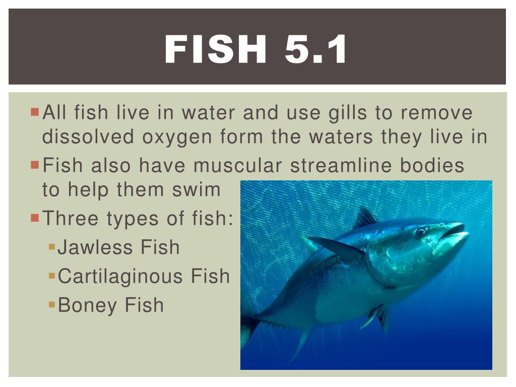 PPT - Diversity of Living Things Chapter 5: Vertebrate Animals ...