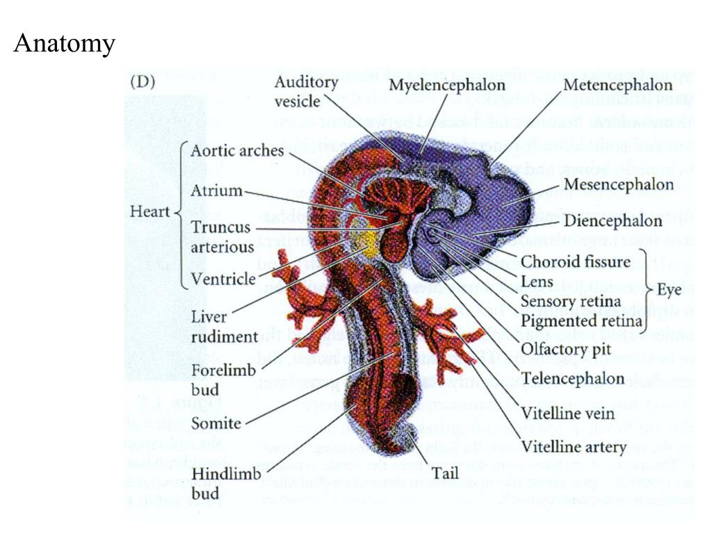 PPT - Biology 218: Developmental Biology PowerPoint Presentation, free ...