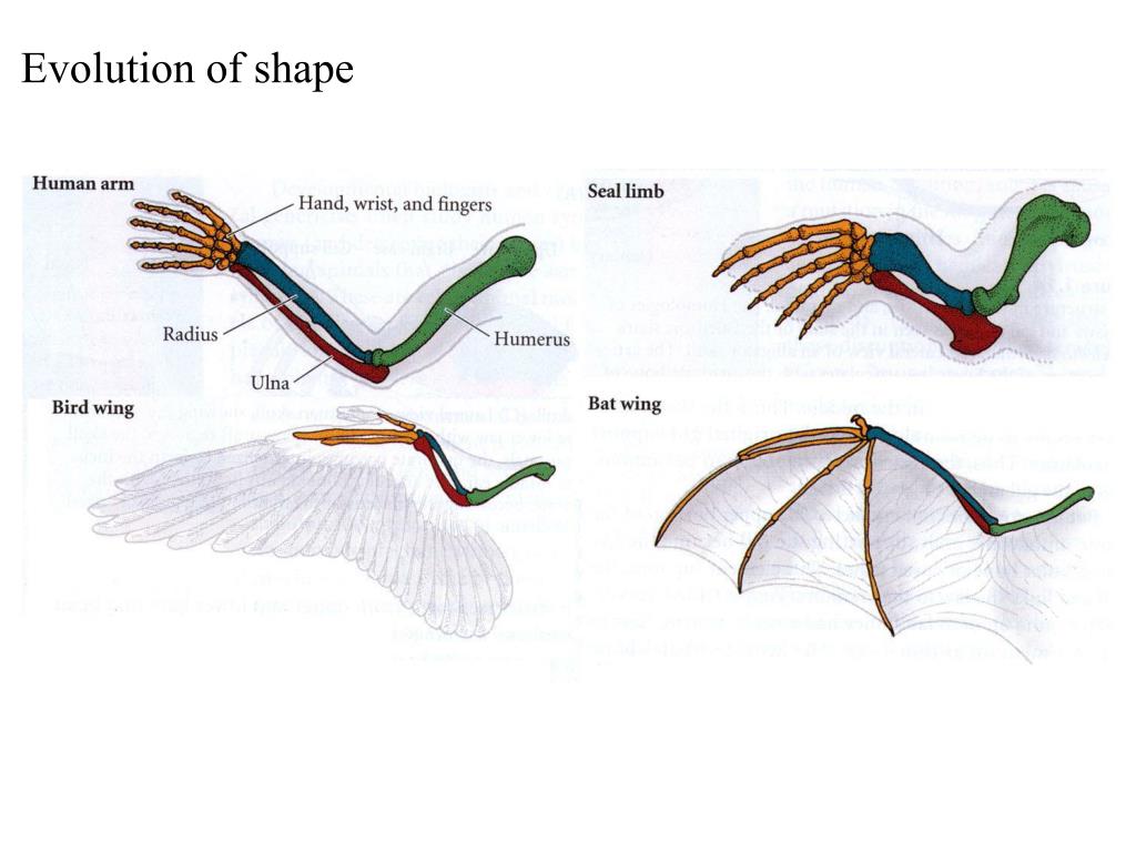 PPT - Biology 218: Developmental Biology PowerPoint Presentation, free ...