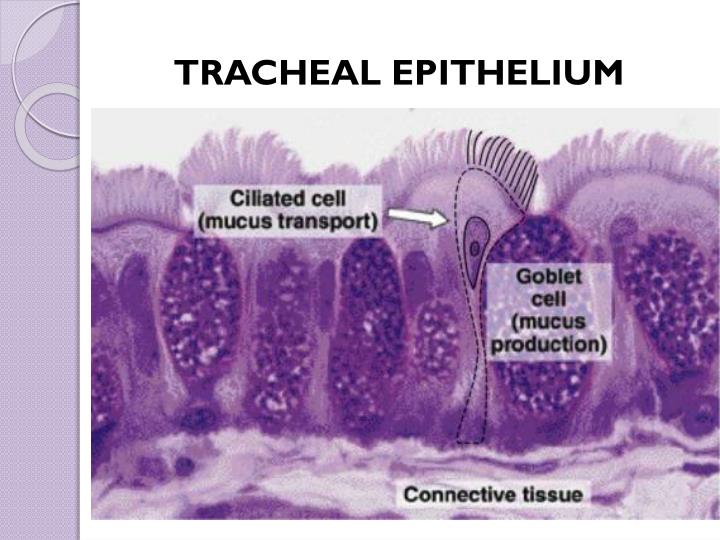 PPT - RESPIRATORY SYSTEM PowerPoint Presentation - ID:2462782