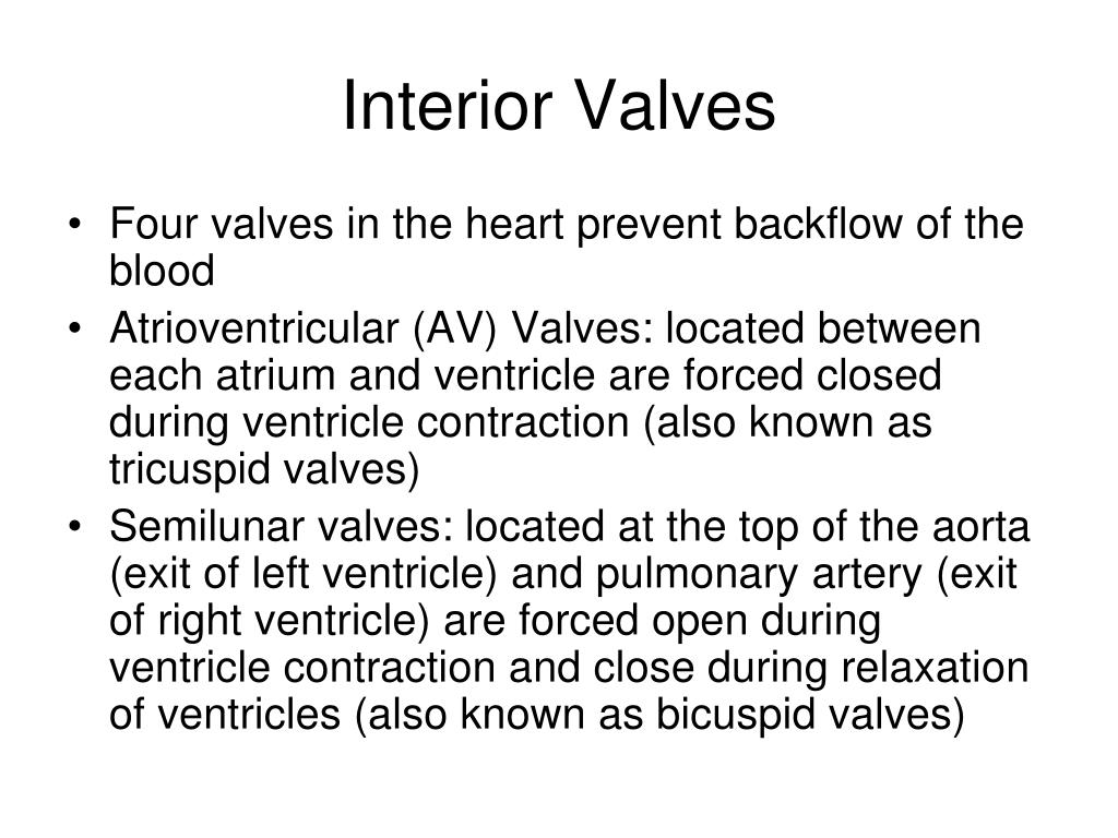 PPT - Blood Vessels and the Mammalian Heart PowerPoint Presentation ...
